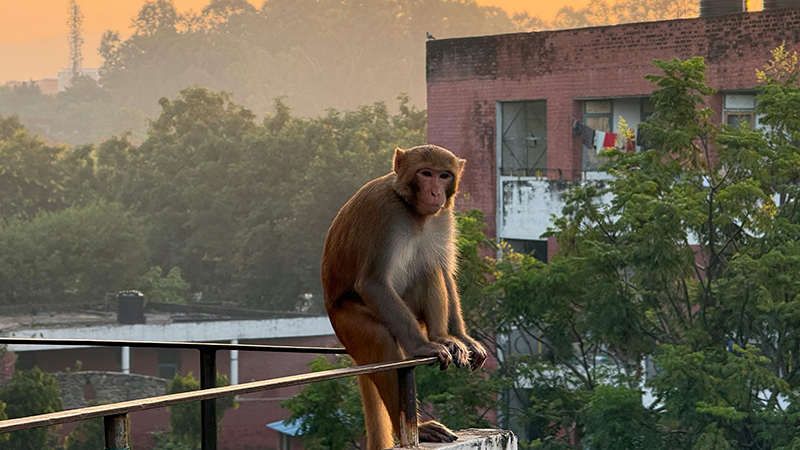 Pathways Europe 2026 Conference Addresses "Wildlife and Human Wellbeing ...