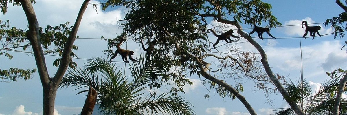 Primate Conservation - Oxford Brookes University